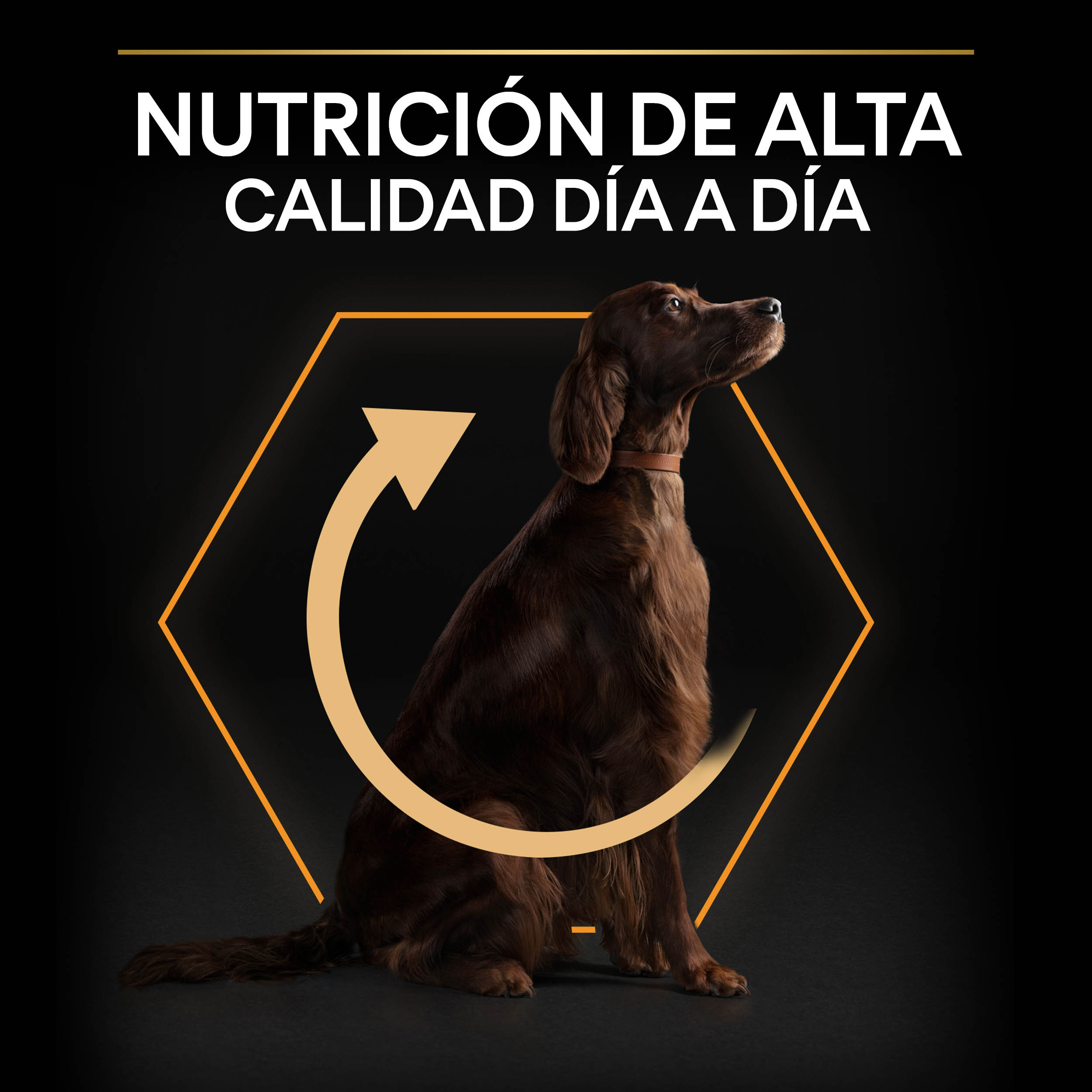 Purina Pro Plan Large Athletic Adult Everyday Nutrition com Frango ...